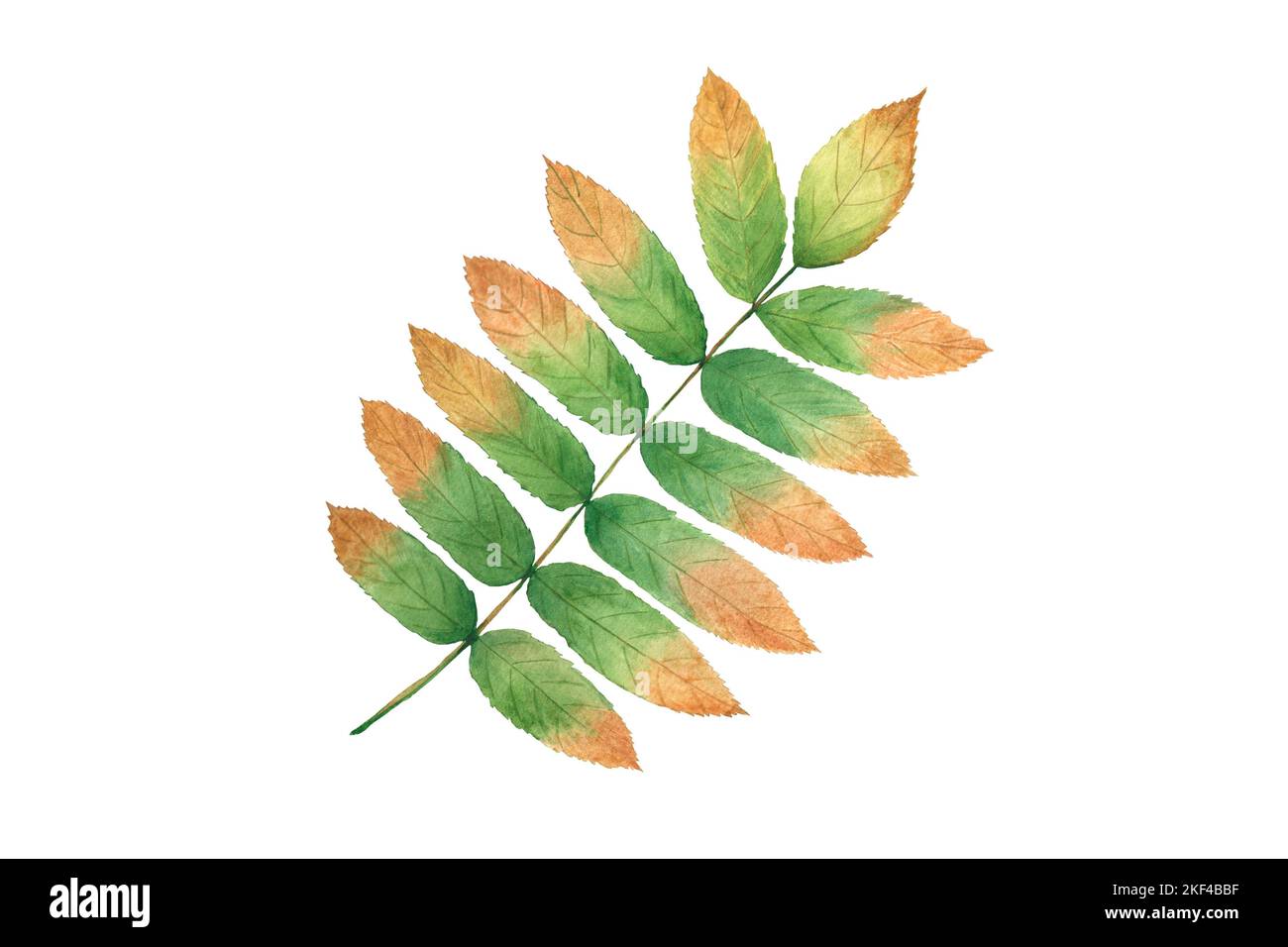 Watercolor sprig of rowan. Hand drawn illustration on white background ...