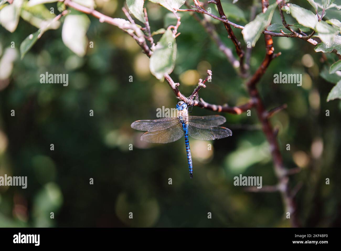 Vibrant dragonfly hi-res stock photography and images - Alamy