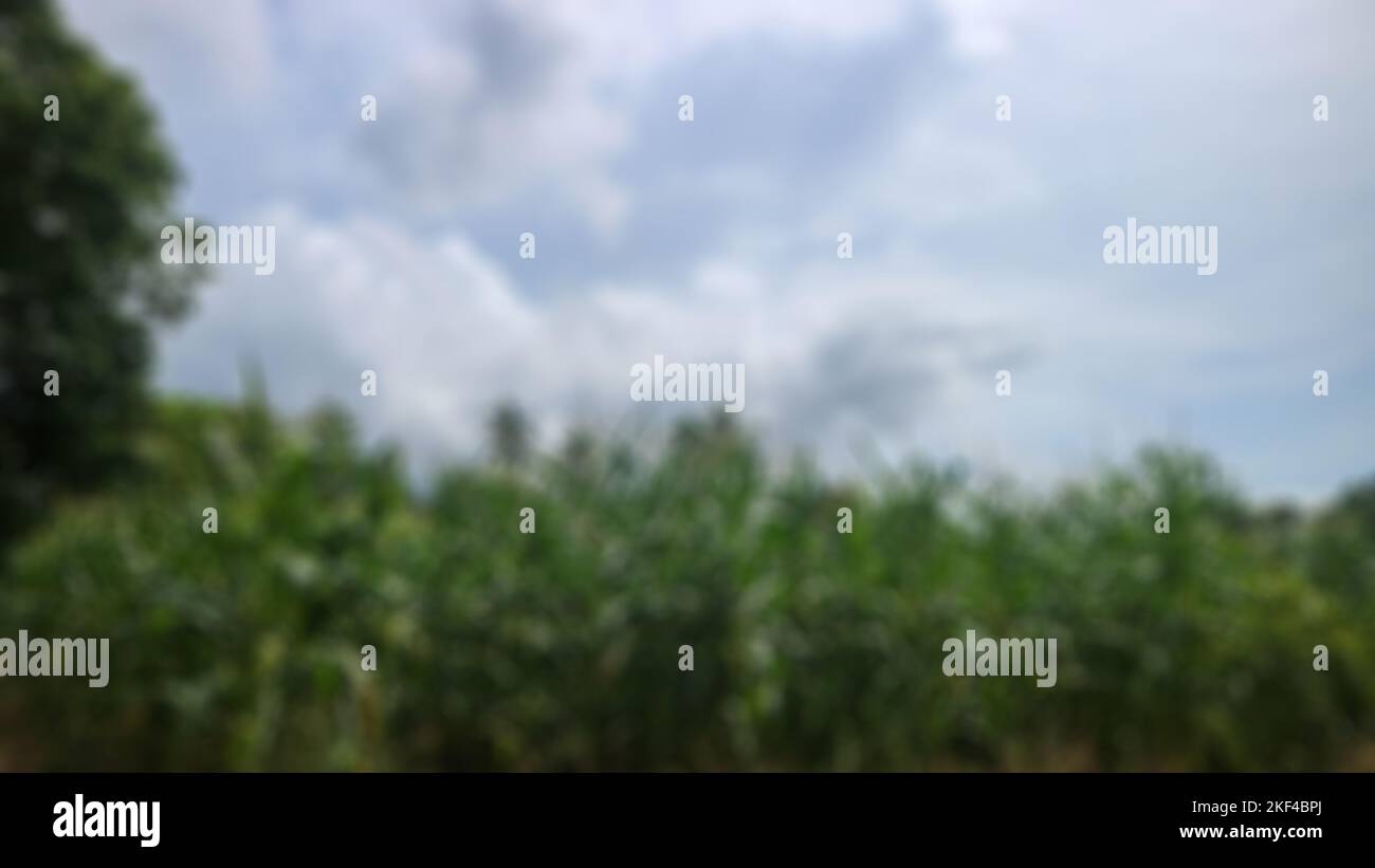 amazing corn farm in paleloan village Stock Photo - Alamy