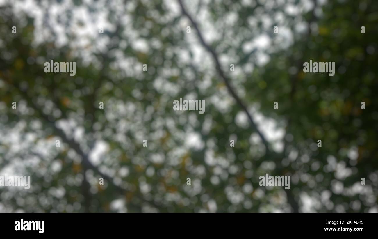 Blurry tree with dense leaves in the portrait from below Stock Photo ...