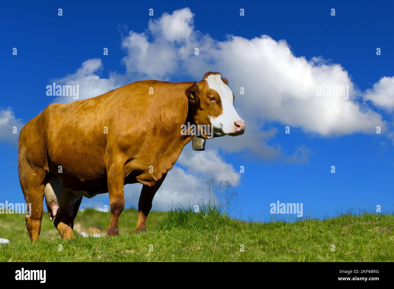 Hornloses Rind, Kuh, Braunvieh Stock Photo - Alamy