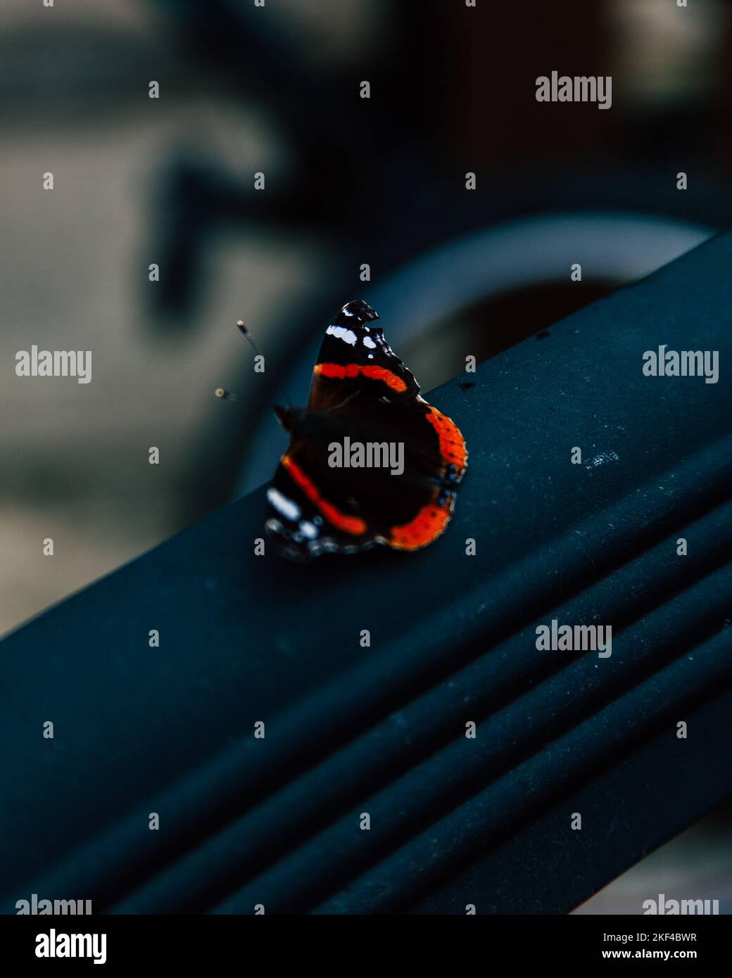 Close up red admiral butterfly hi-res stock photography and images - Alamy