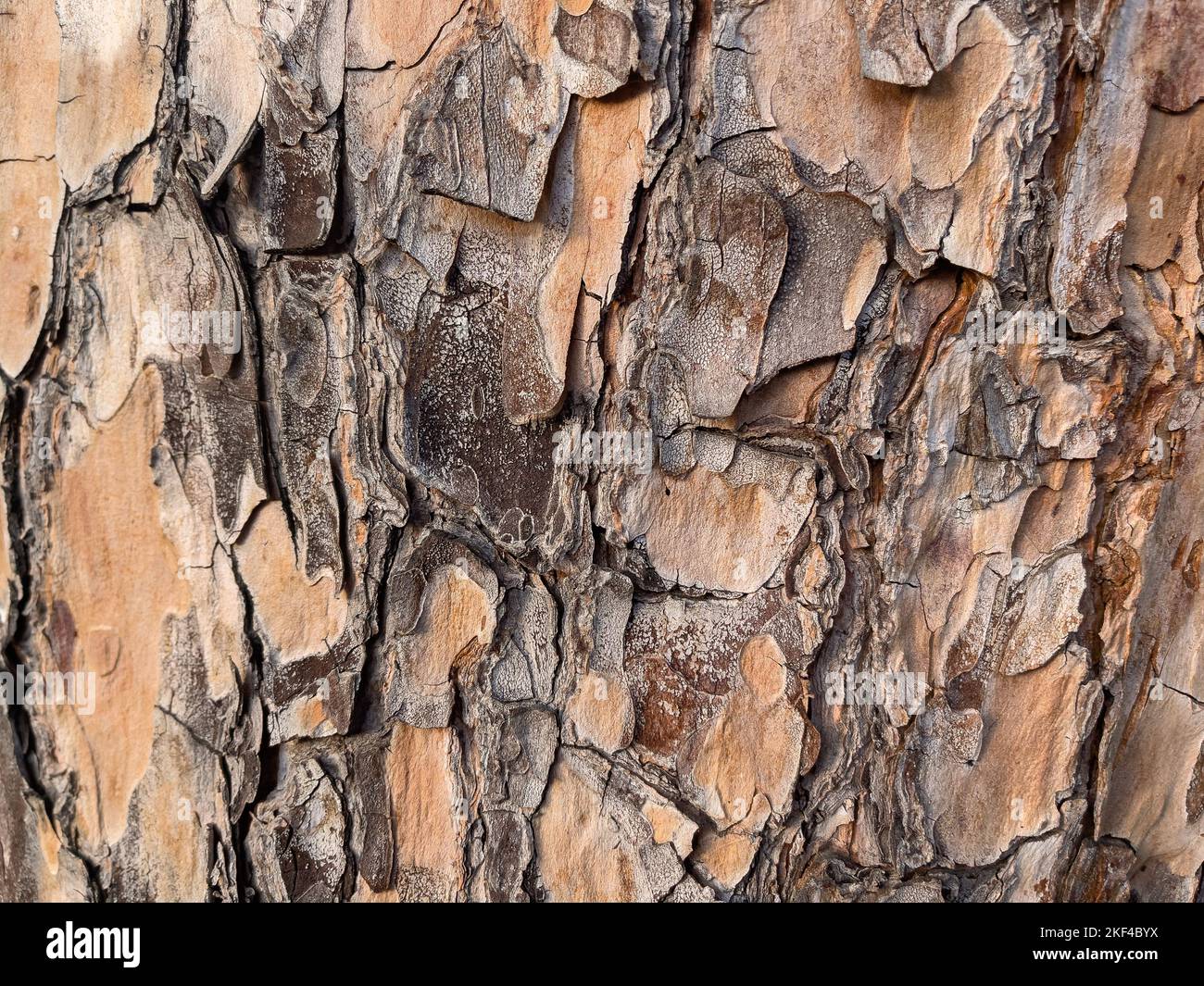 The bark of a tree with an unusual pattern on a large plan Stock Photo ...
