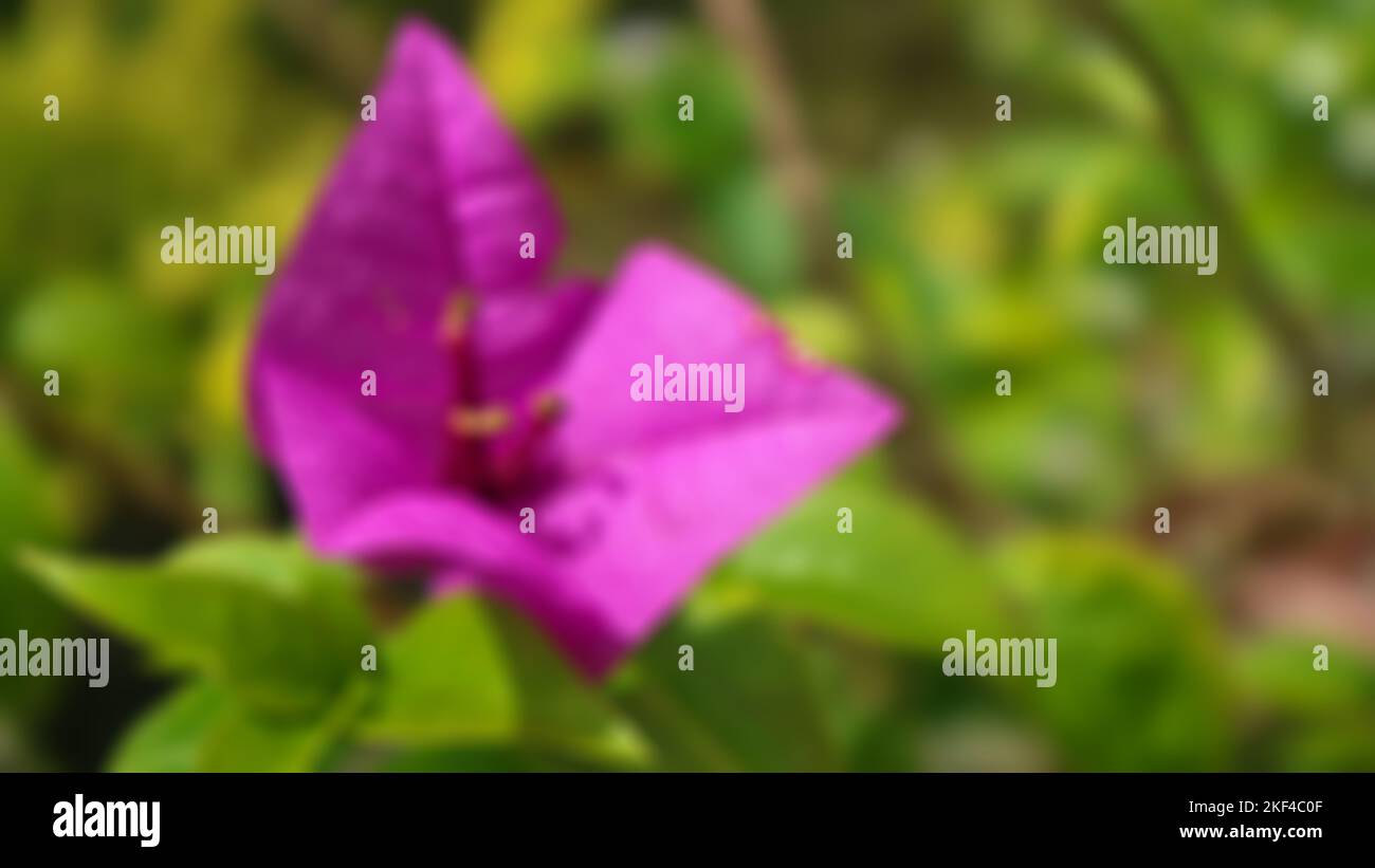 beautiful and amazing pink bougainvillea flowers Stock Photo - Alamy