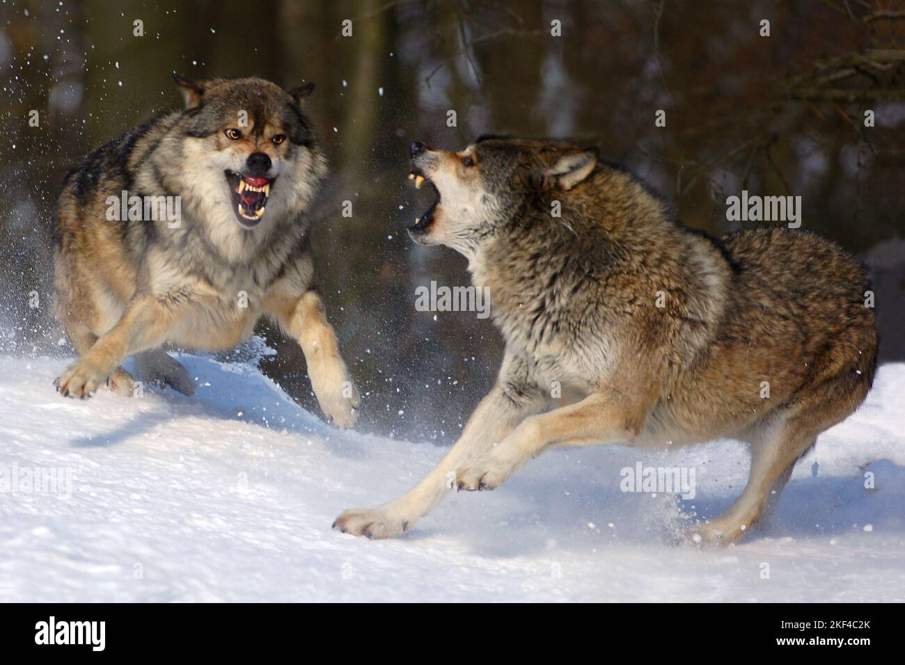 Kanadischer Timberwolf, Wolf, Canis lupus, Zwei kämpfende Wölfe im ...