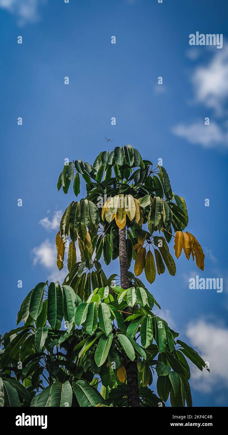 Polyscias hi-res stock photography and images - Alamy