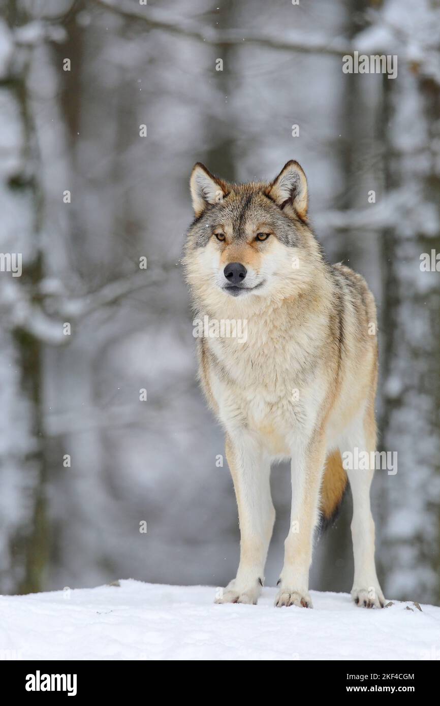 Mackenzie-Wolf, Kanadischer Wolf (Canis lupus occidentalis) im Schnee ...