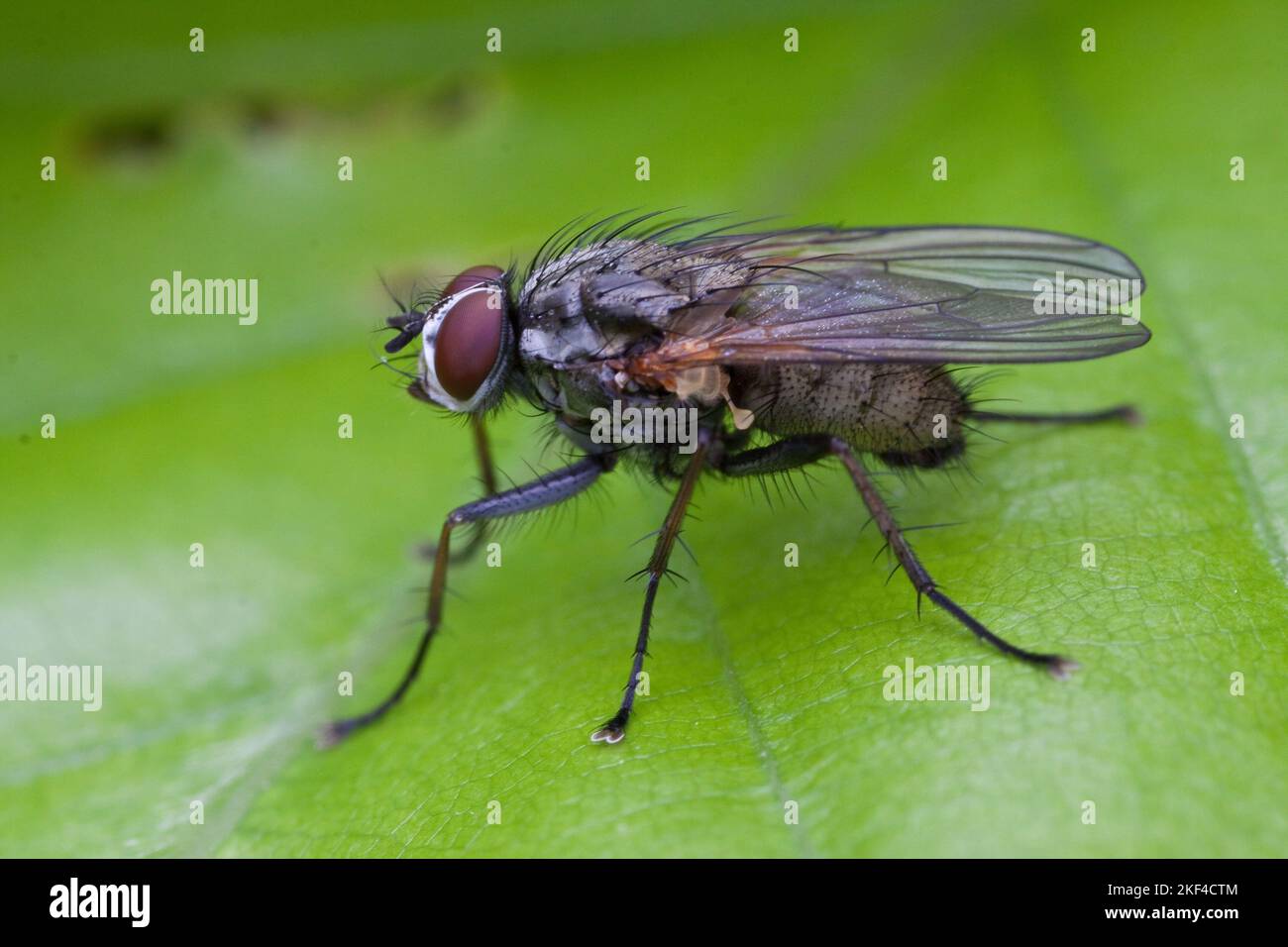 Fliegen insekt hi-res stock photography and images - Alamy
