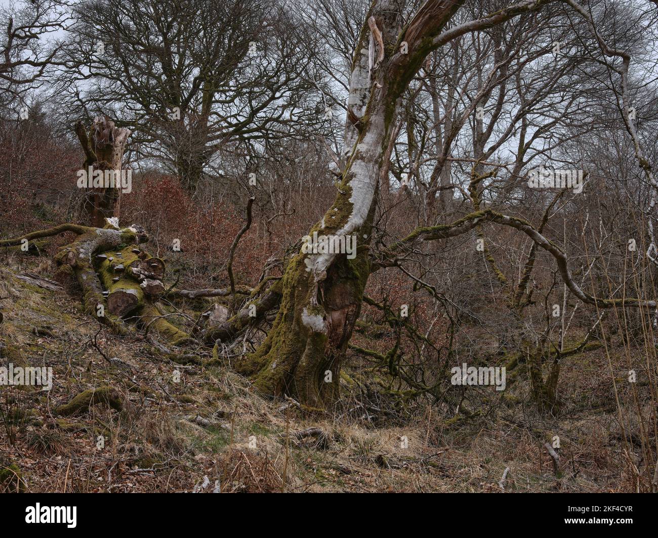 Old and fallen birch tree with unidentified toadstools growing from the ...
