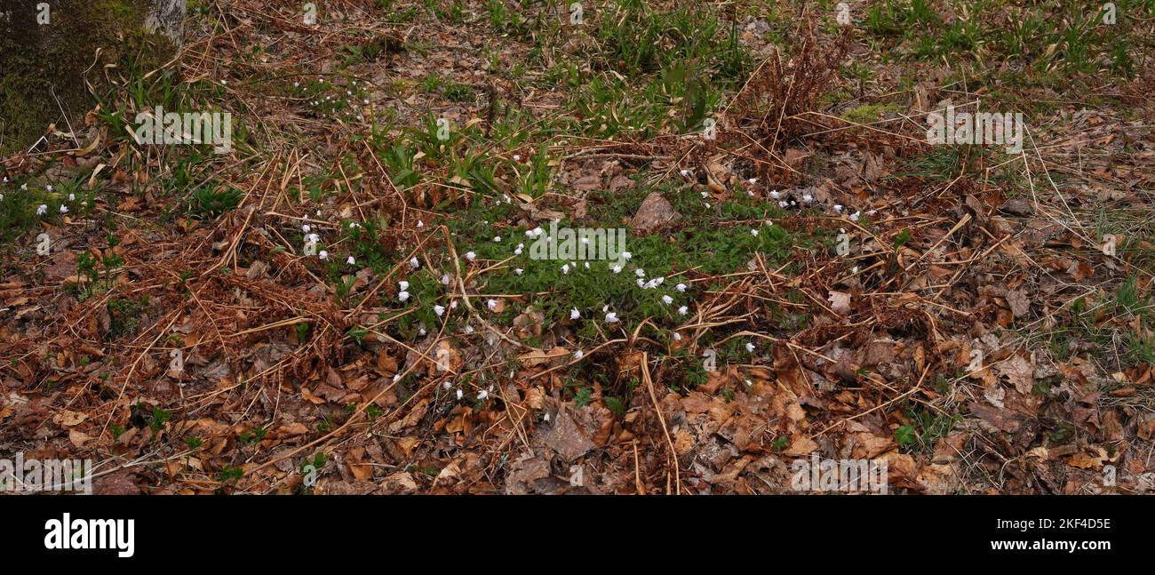 Strachur forest hi-res stock photography and images - Alamy