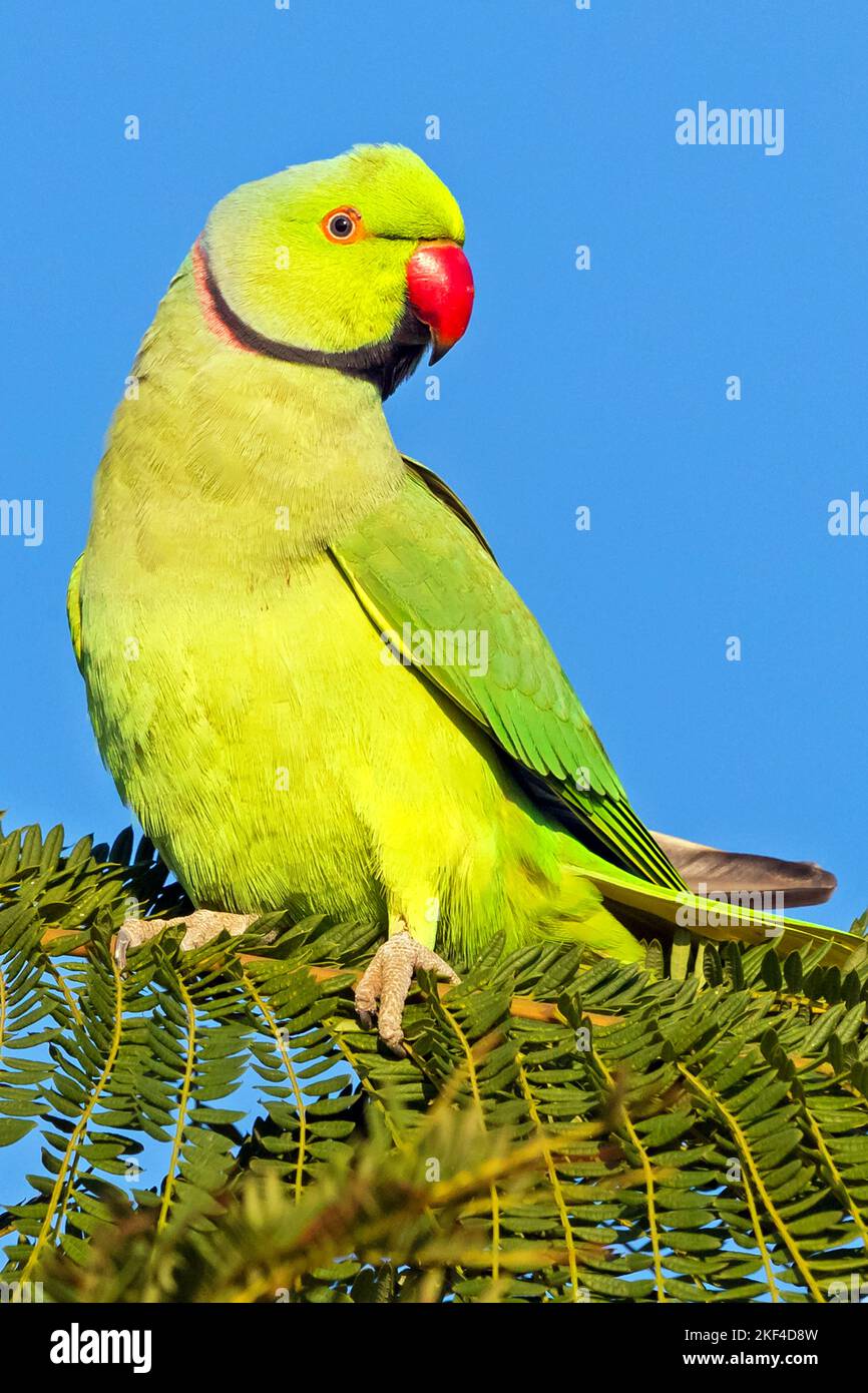 Halsbandsittich, (Psittacula krameri Stock Photo - Alamy