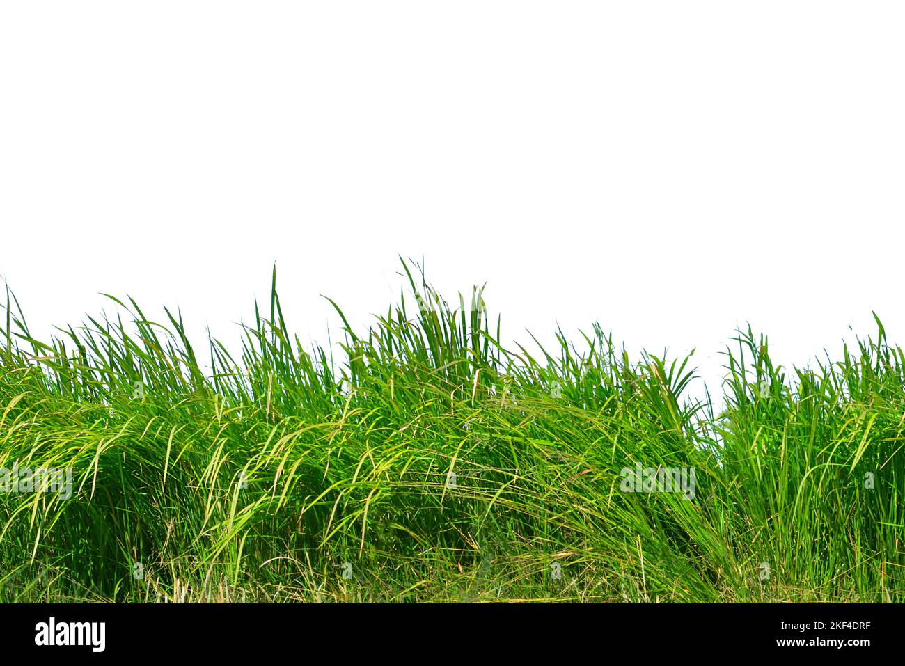 Grass isolated on white background Stock Photo - Alamy