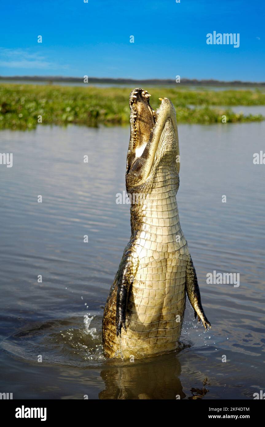 Krokodil springt aus dem wasser hi-res stock photography and images - Alamy