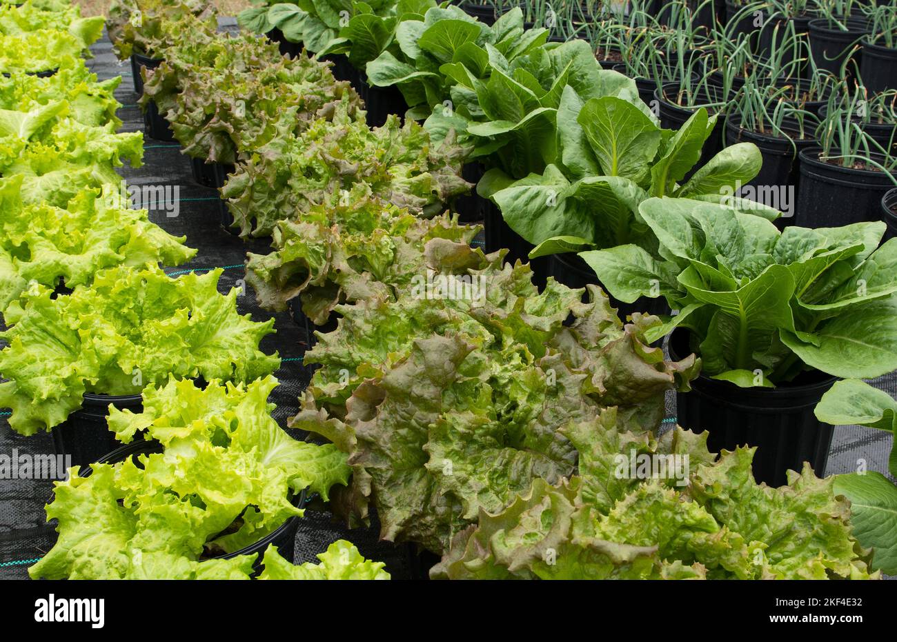 Central Florida, Salat und Gemüseanbau, verschiedene Salatsorten ...