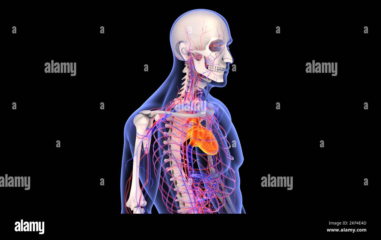 A 3D rendering of a full body human x-ray with the heart highlight ...