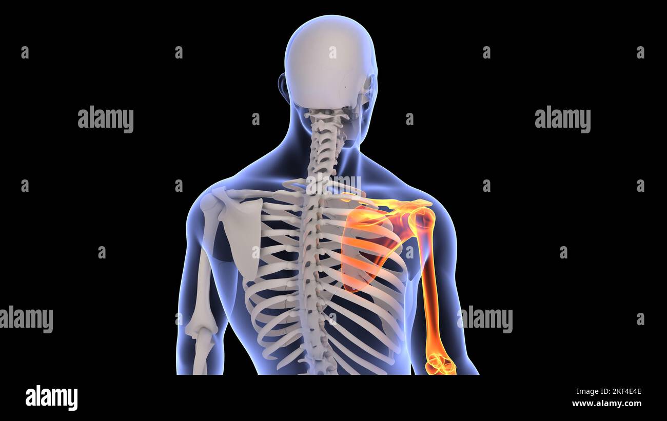 Full body scan skeleton hi-res stock photography and images - Alamy