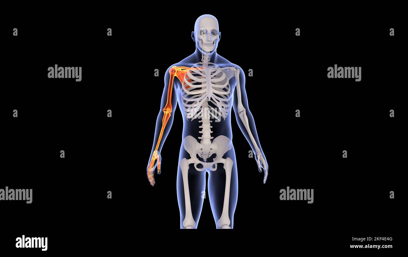 A 3D rendering of a full body human x-ray with the right hand highlight ...
