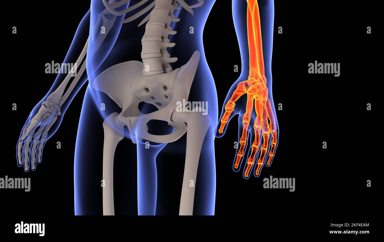 A 3D rendering of human body x-ray with the left hand highlight Stock ...