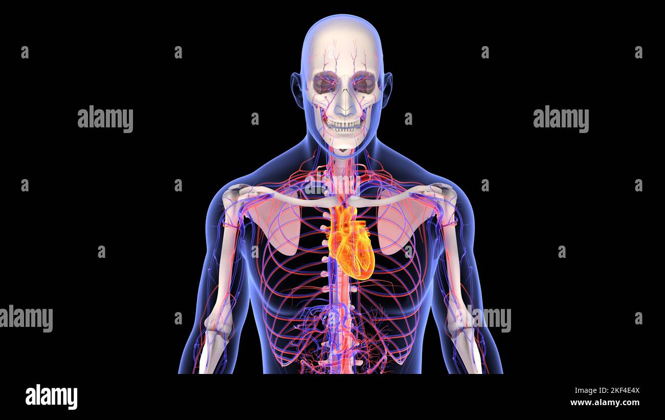 A 3D rendering of a full body human x-ray with the heart highlight ...