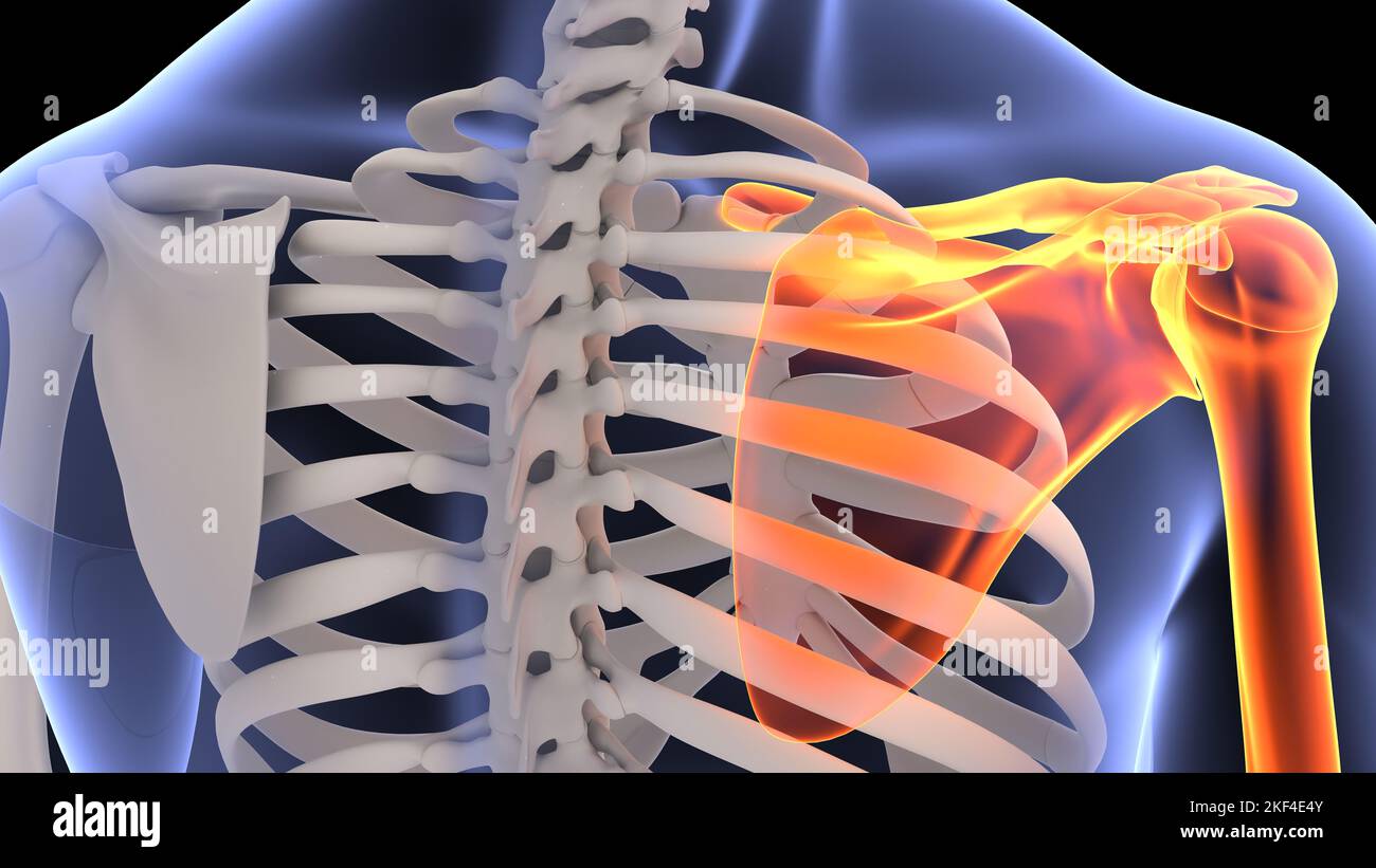 A 3D rendering of a human body x-ray with the right part highlight ...