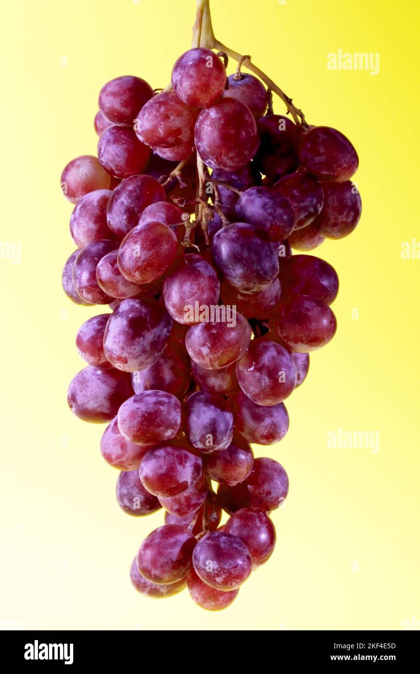 Bio rote traube hi-res stock photography and images - Alamy