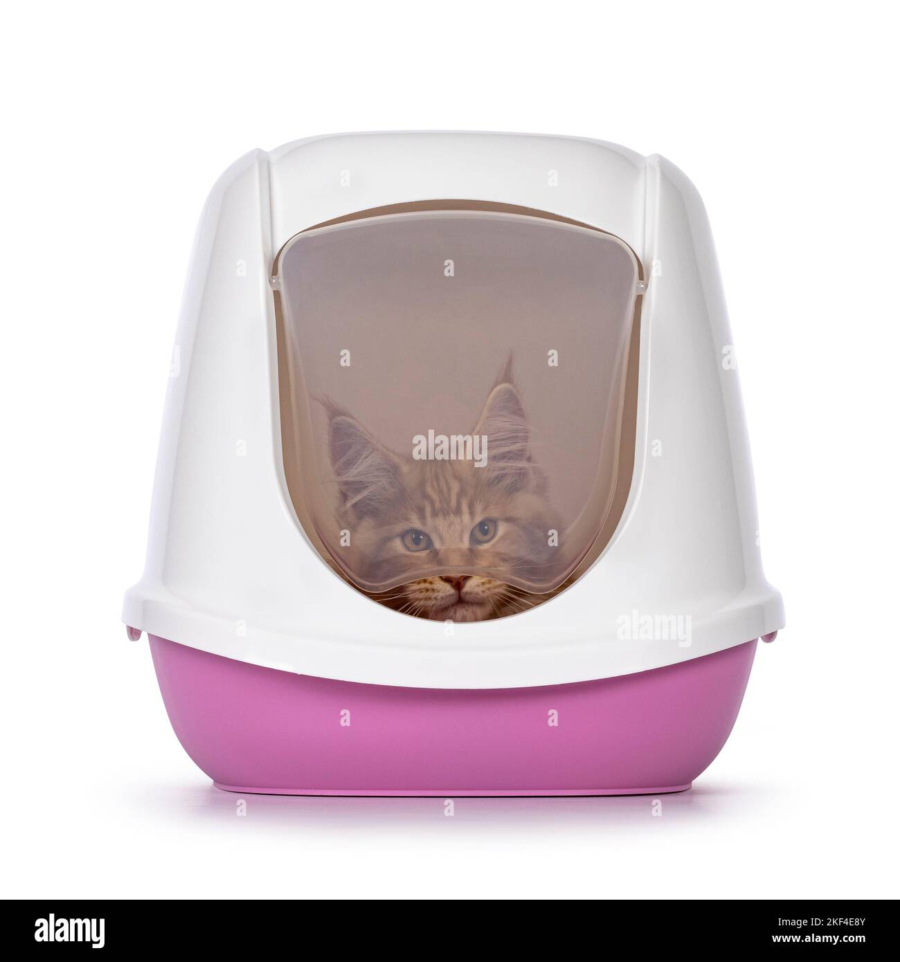 Shot red Maine Coon cat kitten, laying in closed pink litter box with ...