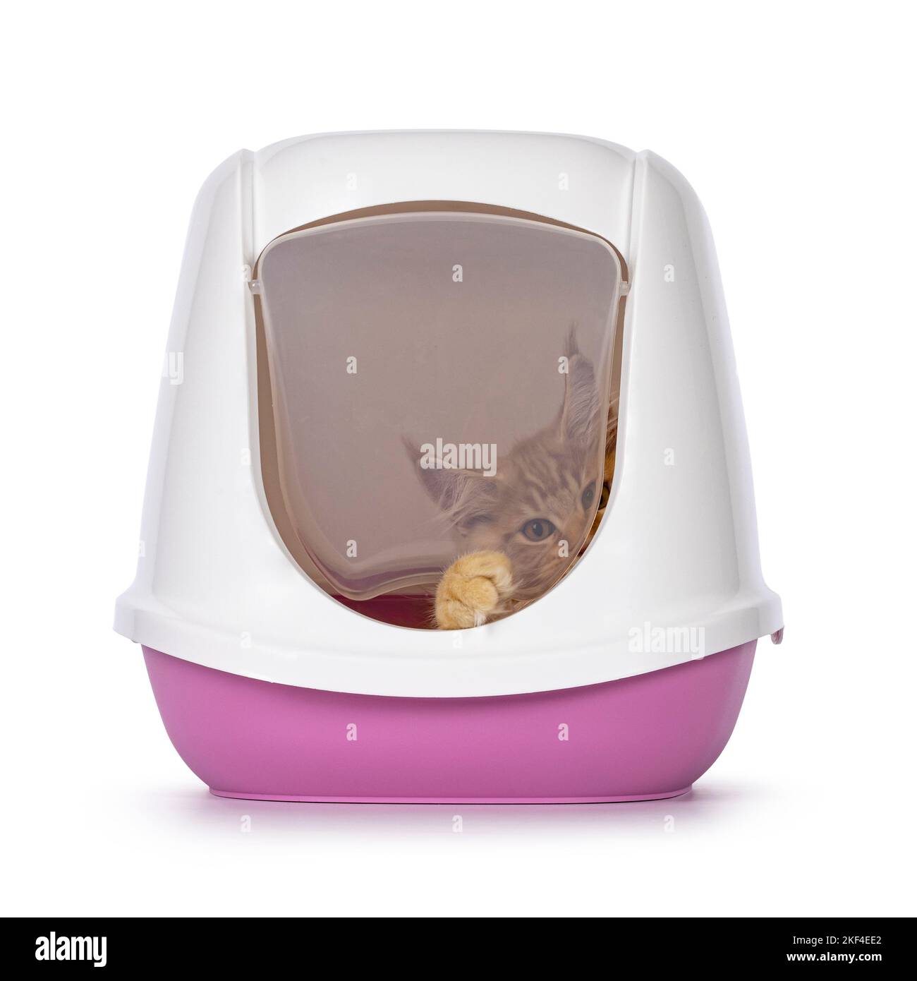 Shot red Maine Coon cat kitten, sitting in closed pink litter box using ...