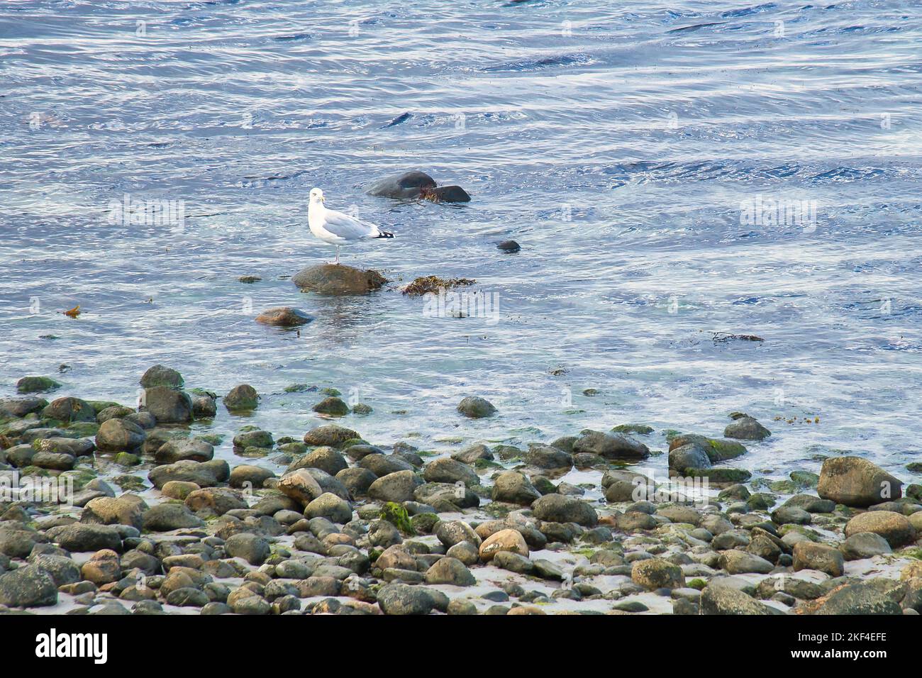 Stone beach on the sea of Denmark, with a seagull on a stone. Landscape ...