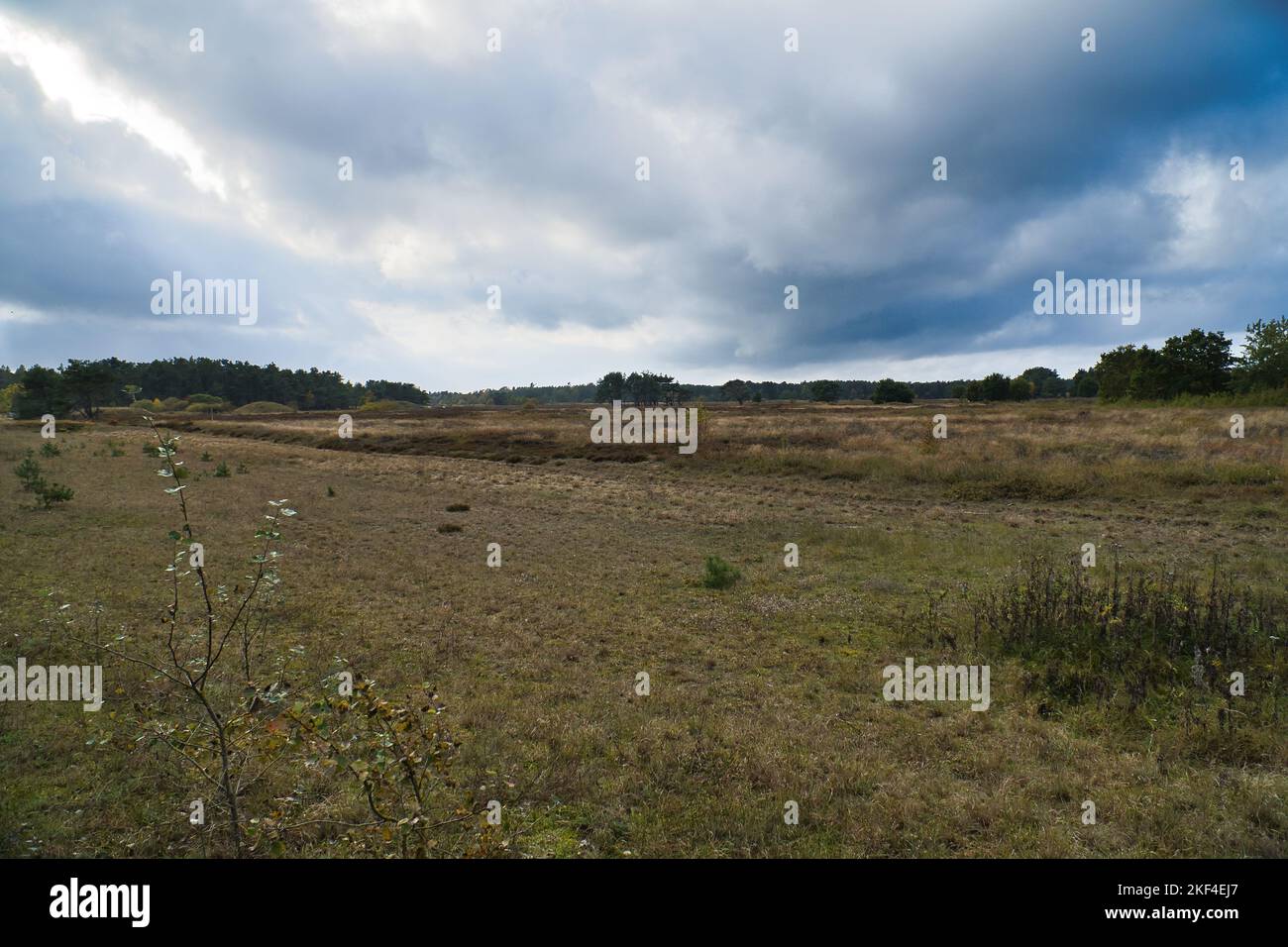 In front of landscape with grass and heather in Denmark, in front of ...