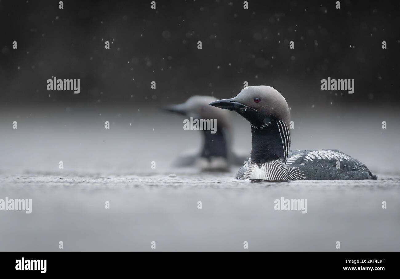 The black-throated loons in a frozen lake Stock Photo - Alamy