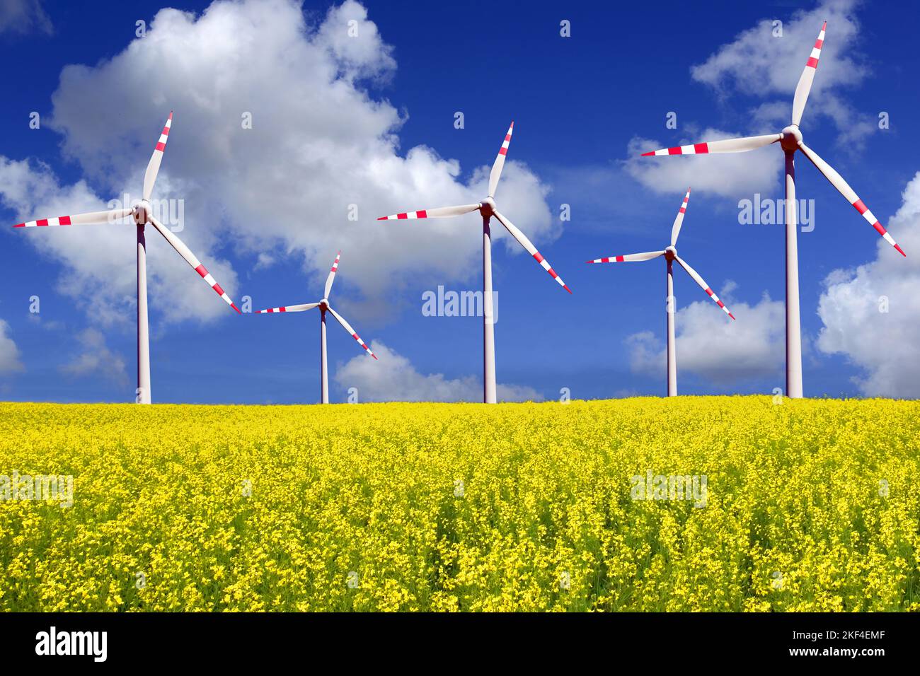 Windräder im Rapsfeld, Sommer, blauer Himmel und Cumuluswolken ...