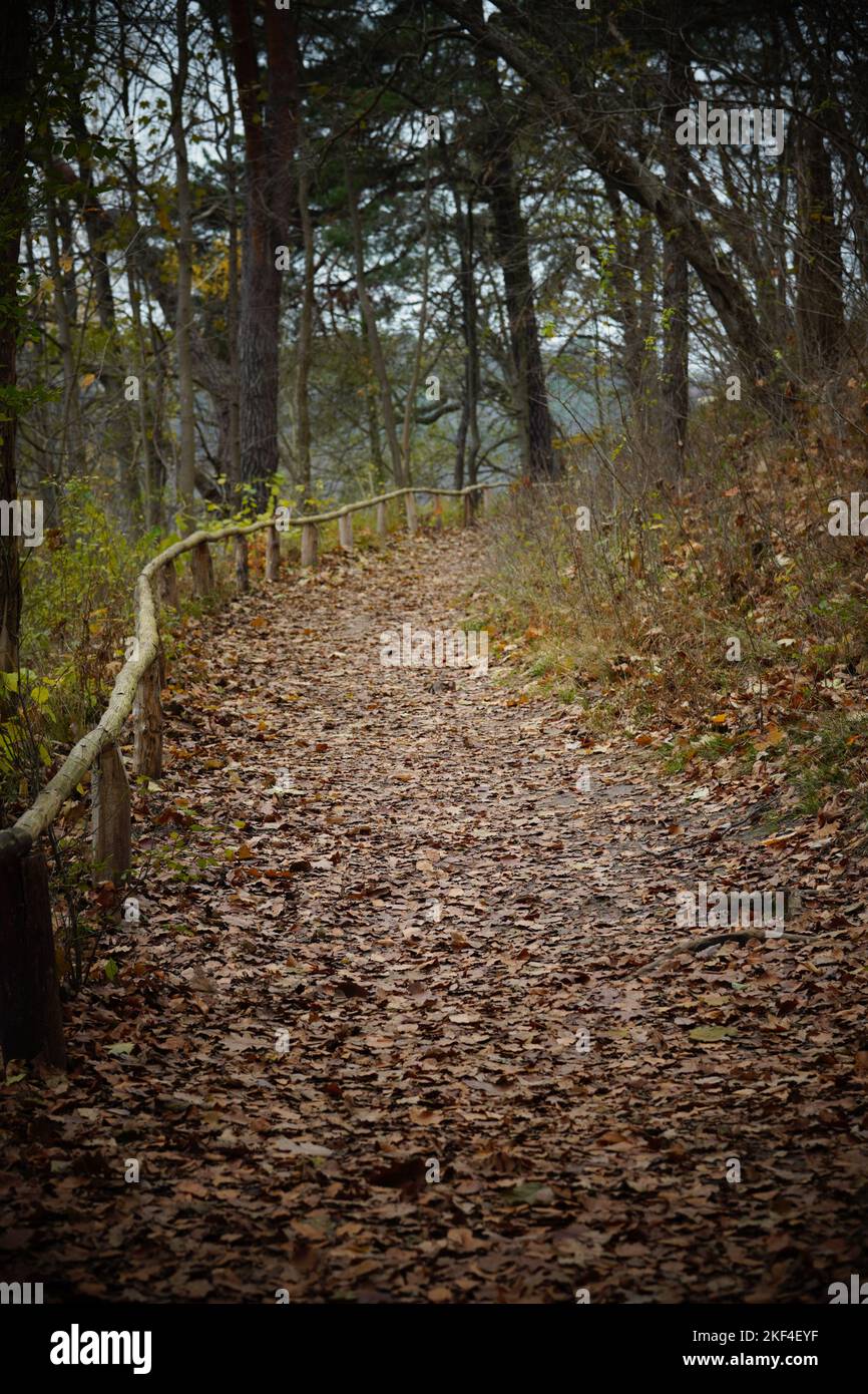 The vertical shot of a pathway covered in the fall foliage in a ...