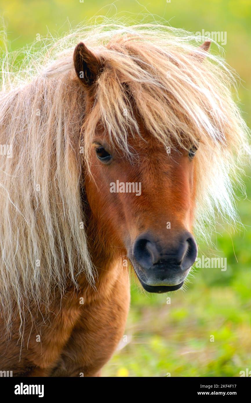 Shetland-Pony, Porträt, Pferd, Pferde, Tier, Tiere, Säugetier ...
