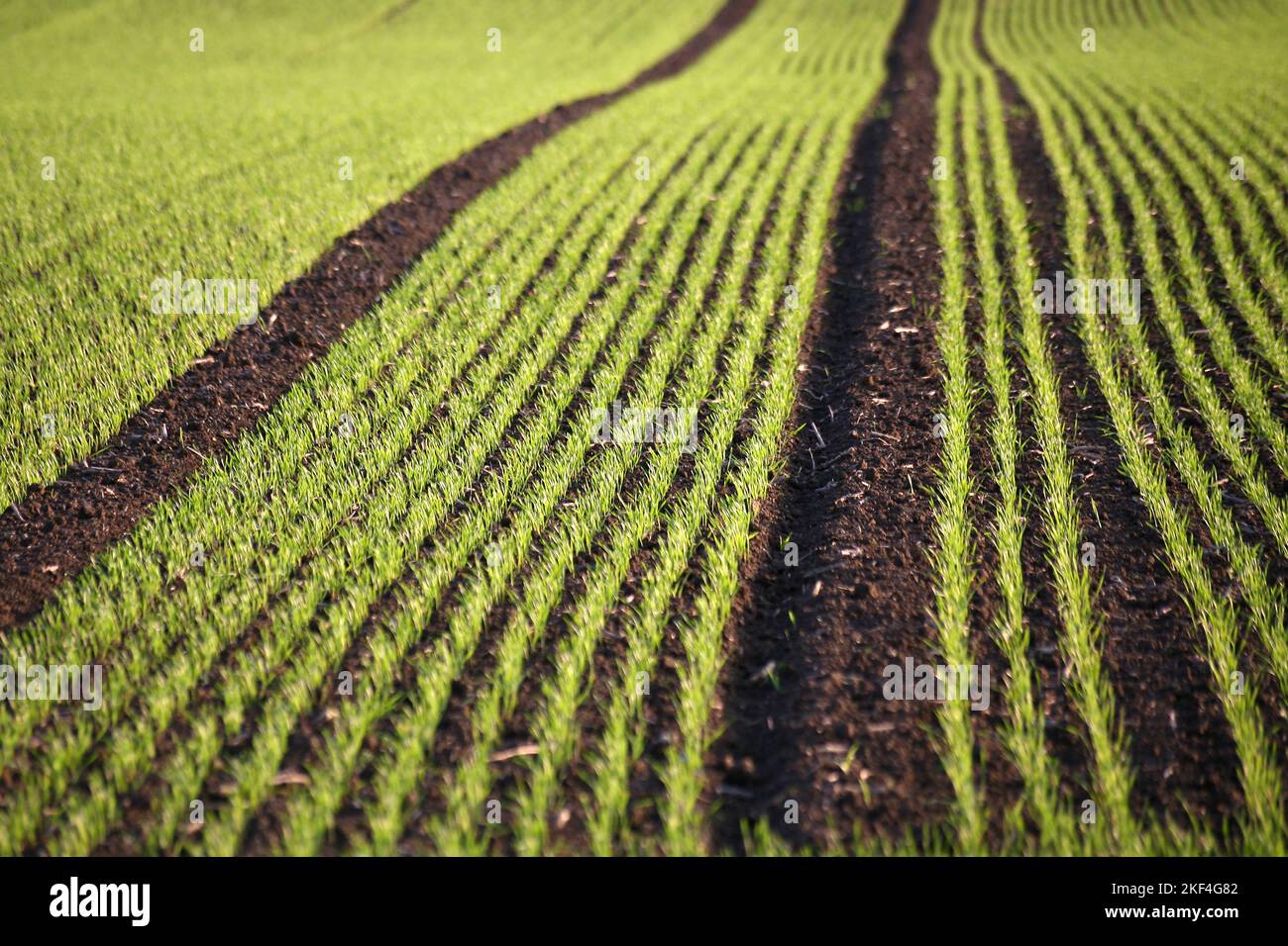 Getreide anbauen hi-res stock photography and images - Alamy