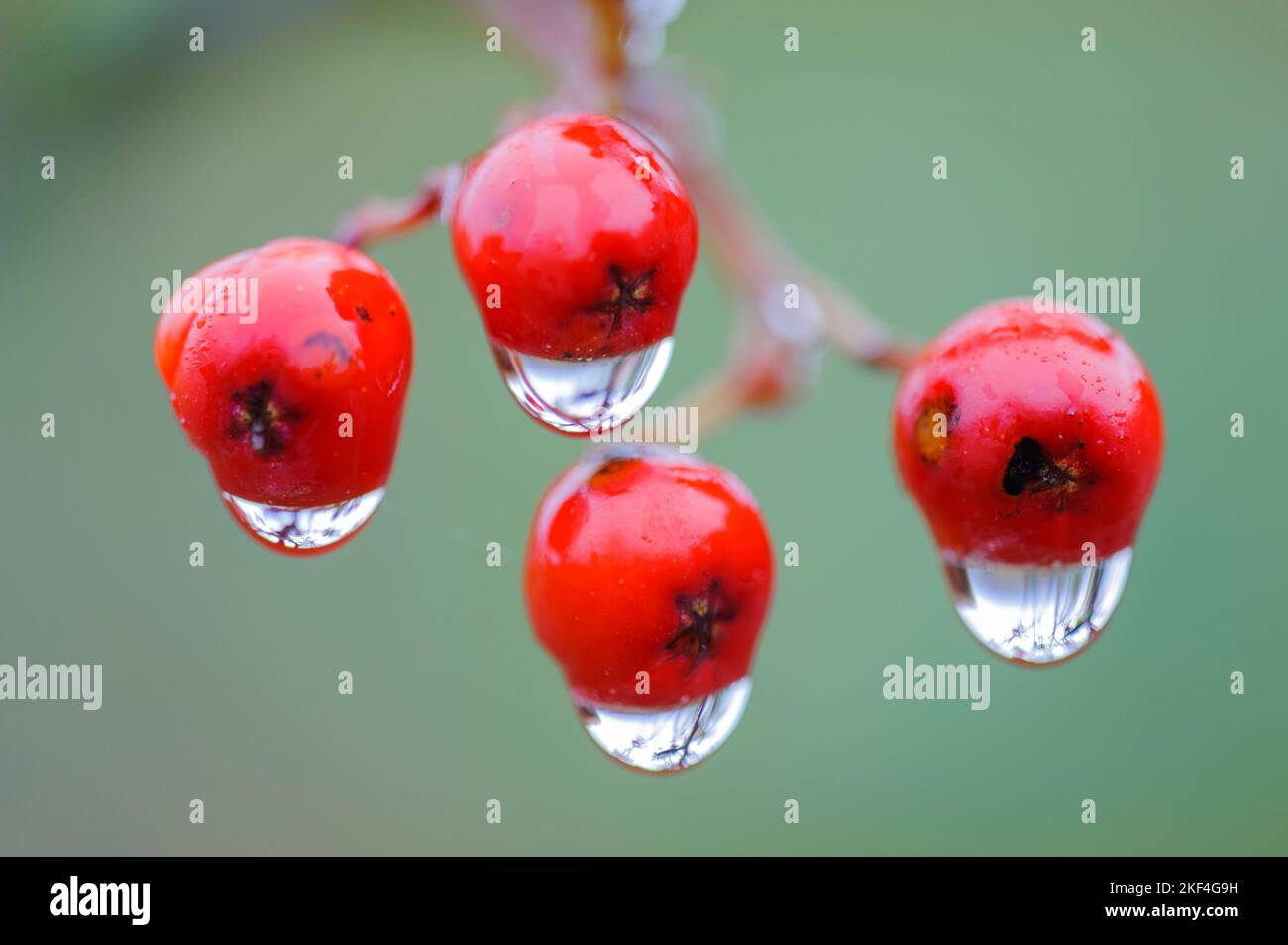 Aria pers hi-res stock photography and images - Alamy