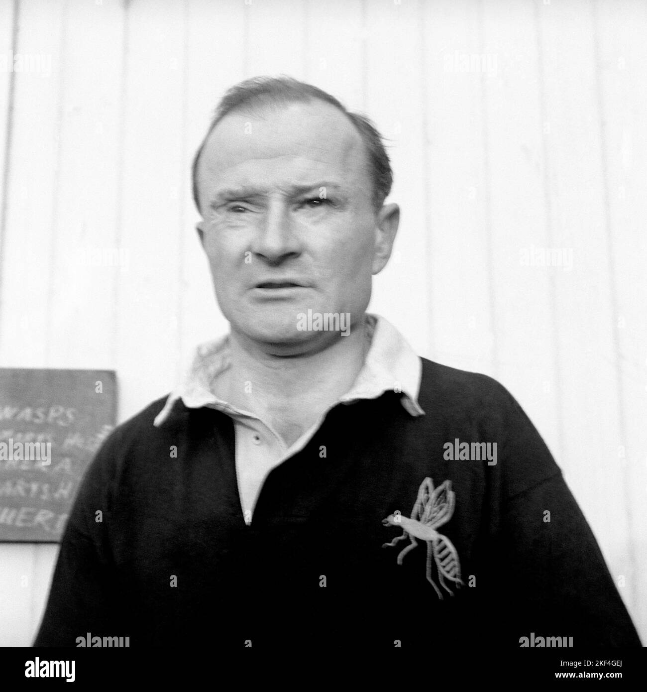 BP Young, Wasps Stock Photo - Alamy
