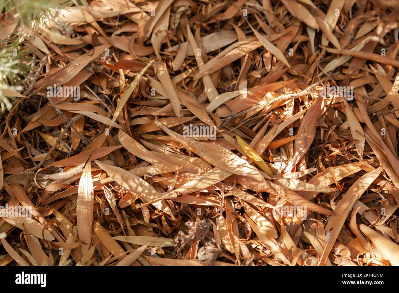 Leaf litter ecosystem hi-res stock photography and images - Alamy