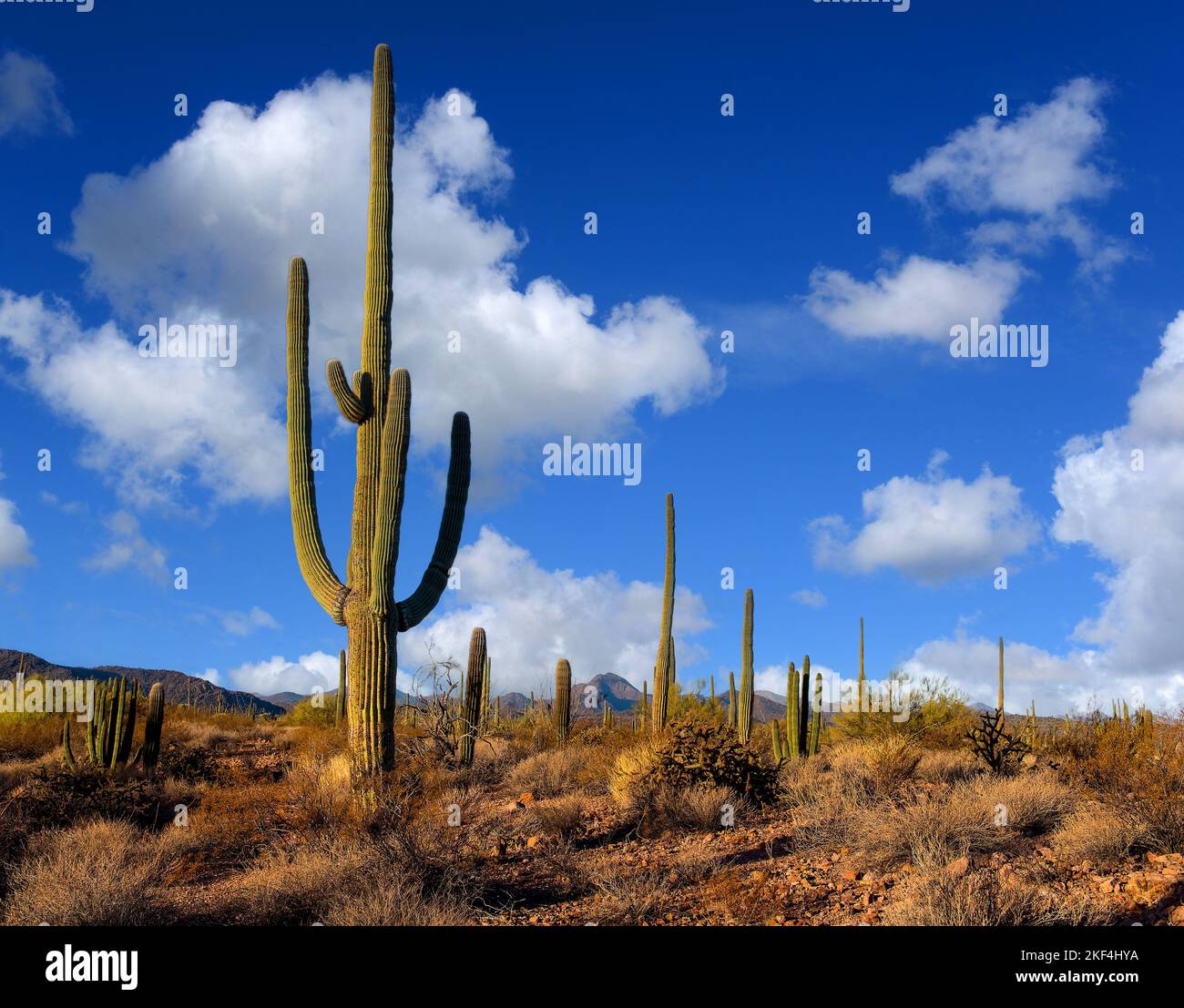 Orgelpfeifenkaktus, Pflanze, Kakteen, Organ Pipe Cactus National ...