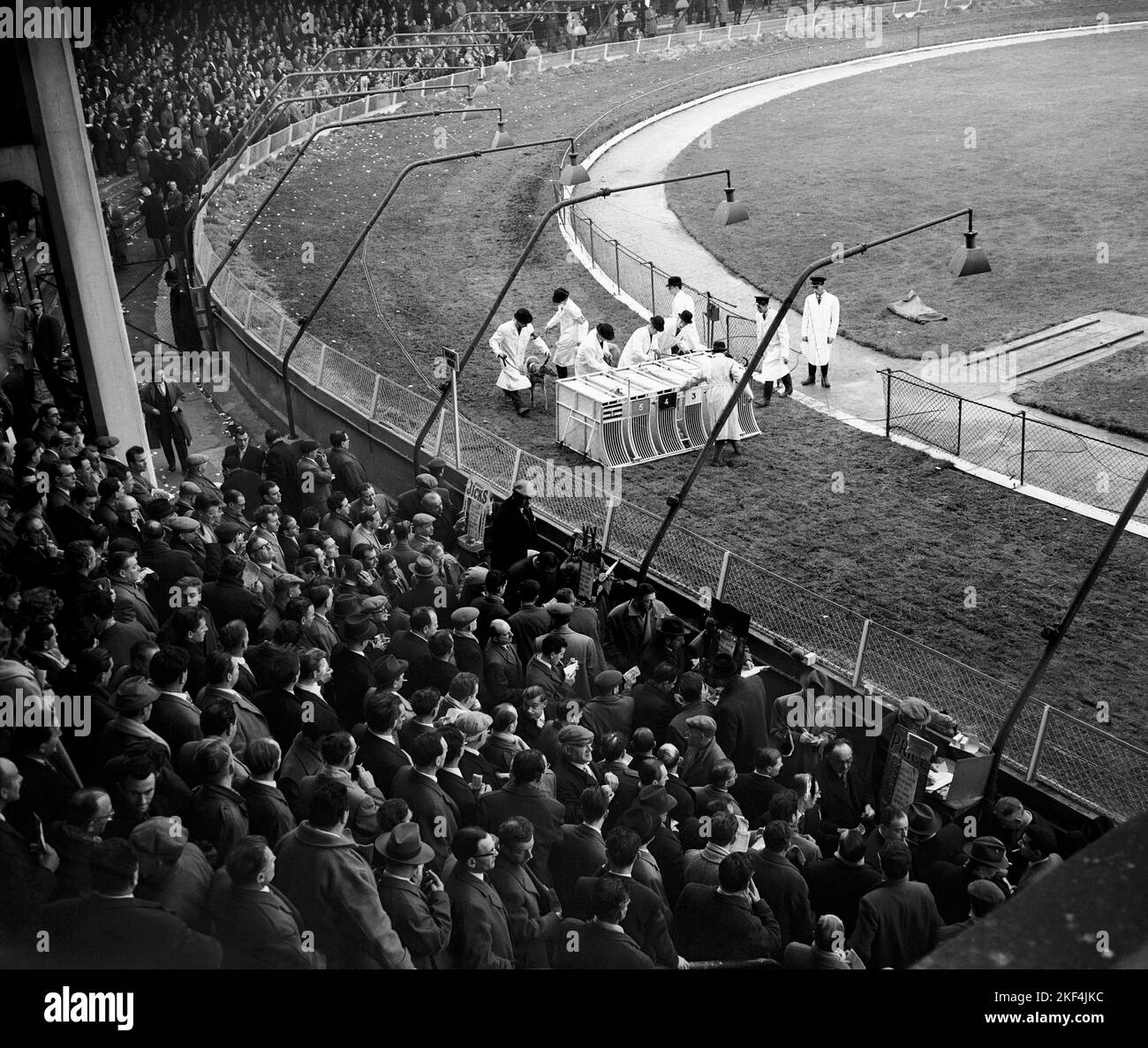 A general view showing greyhounds being put into the starting box Stock ...