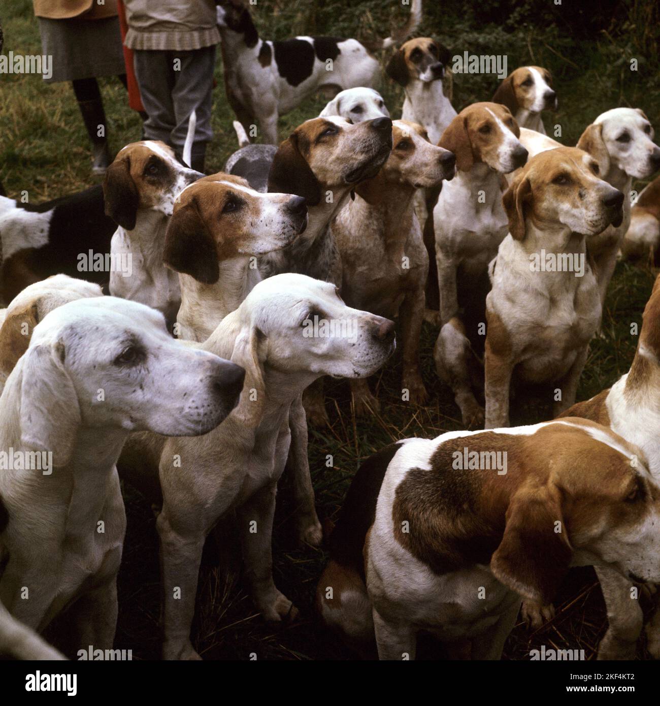 The Old Berkeley pack at Tring Grange Farm, Cholesbury Stock Photo - Alamy