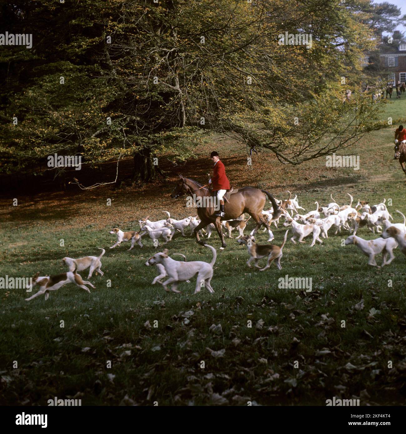 Huntsman Brian Walters with the pack at the opening meet of the ...