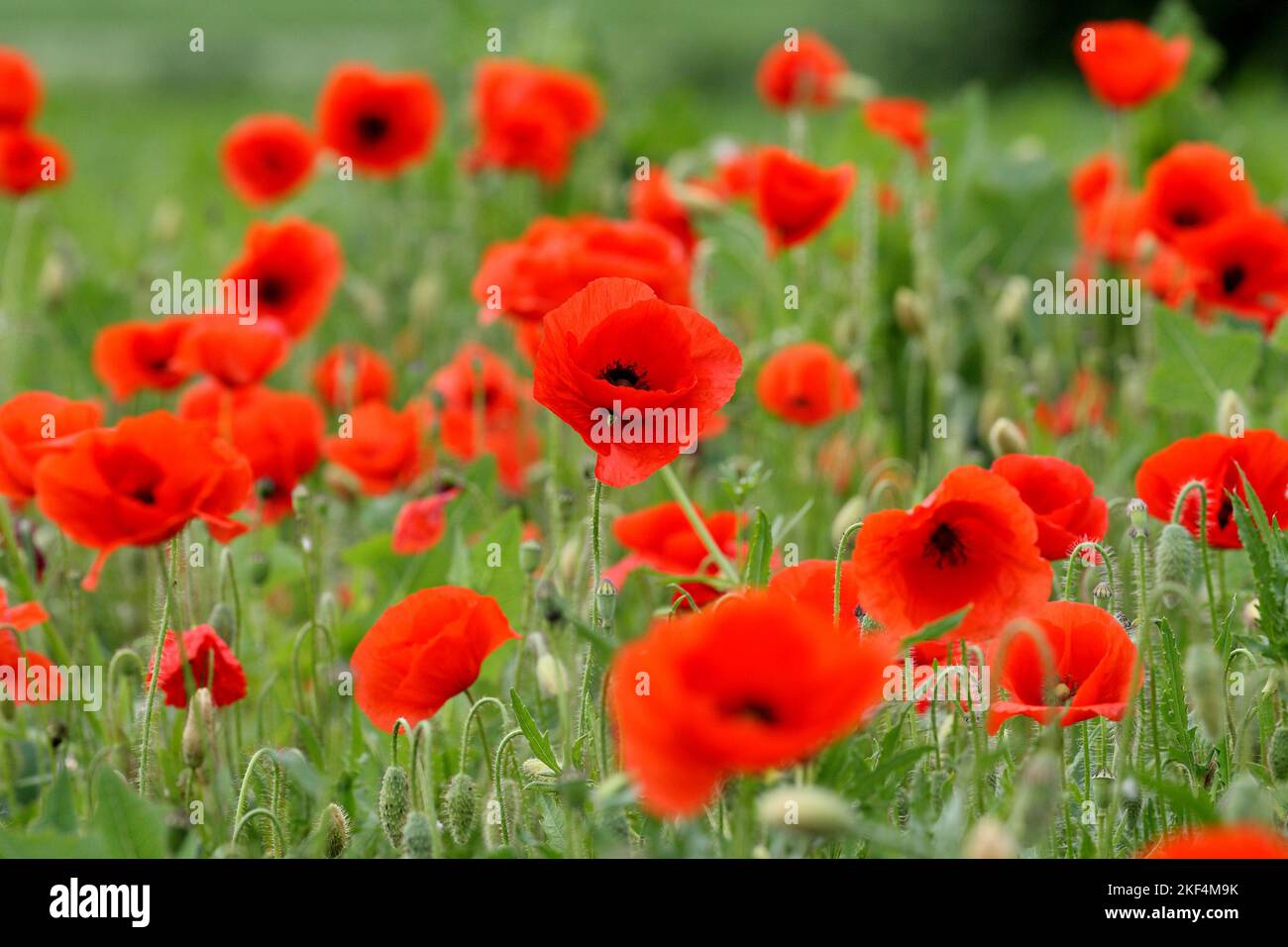 Klatsch-Mohn, Mohnblumen auf der Wiese, (Papaver rhoeas ...