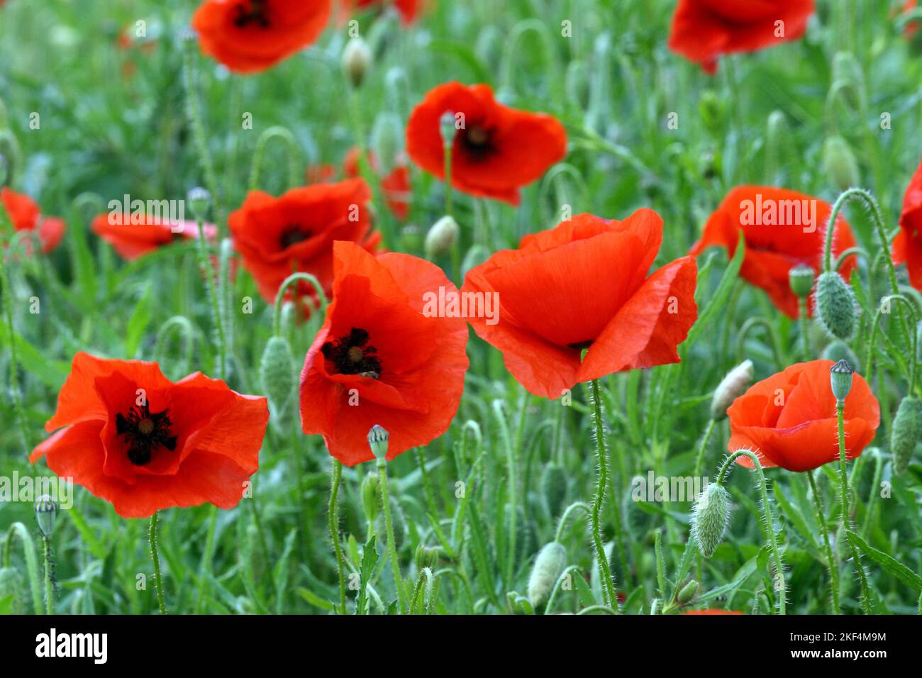 Klatsch-Mohn, Mohnblumen auf der Wiese, (Papaver rhoeas ...