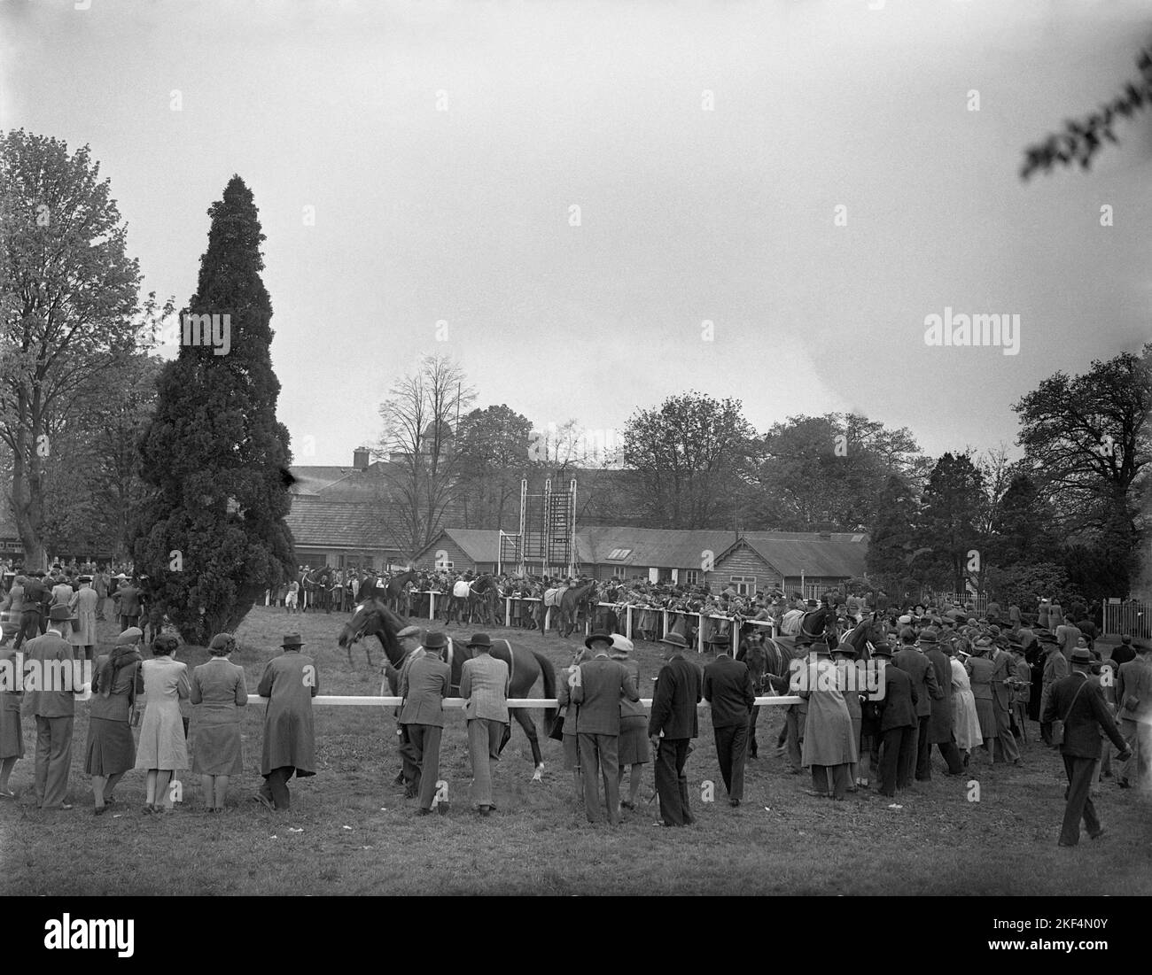 Horses parading in the paddock at Lingfield Stock Photo - Alamy