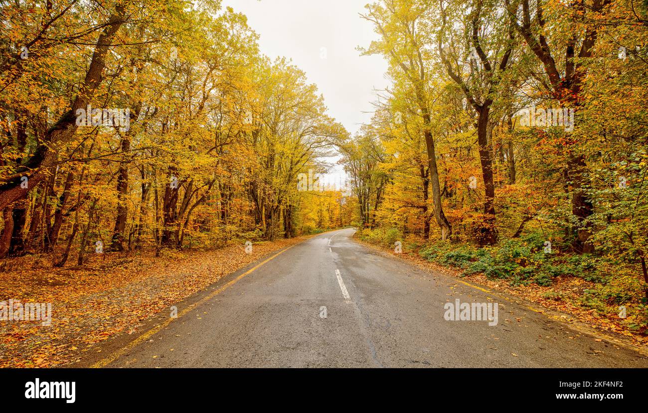Asphalt road through the autumn forest Stock Photo - Alamy