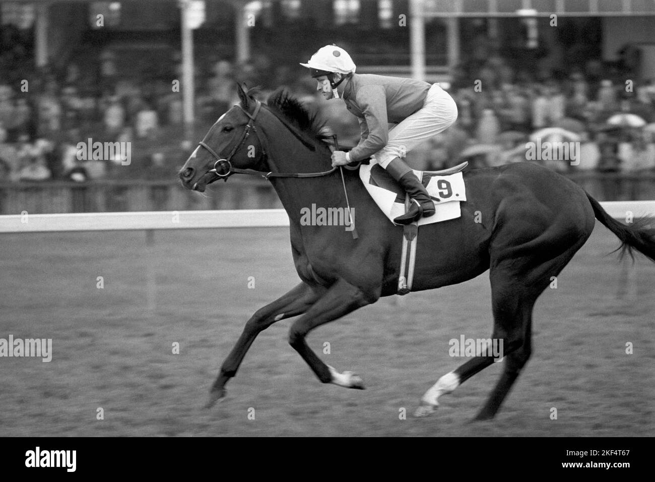 Storm Bird, Pat Eddery up Stock Photo - Alamy
