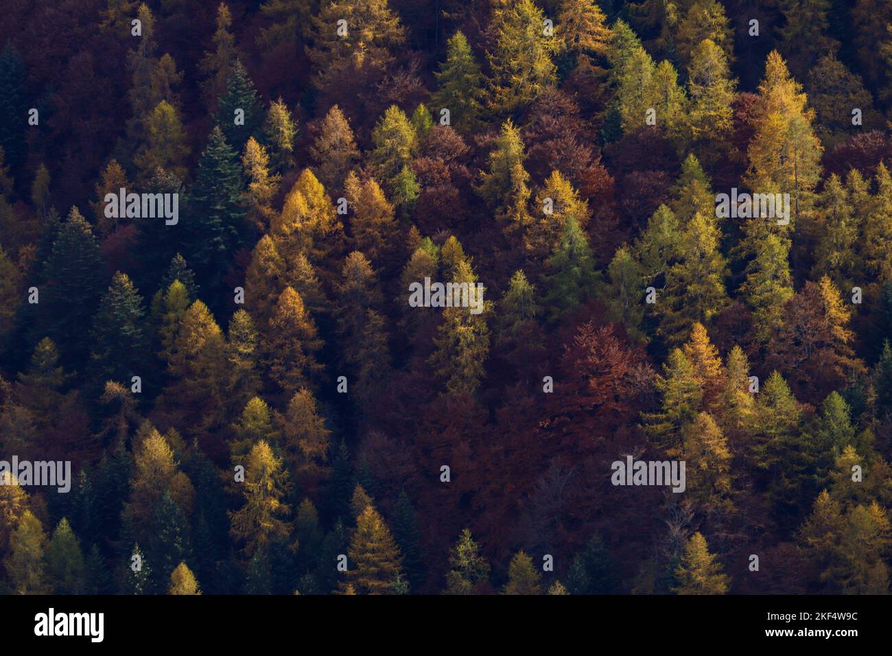 Fall foliage mesmerizing colors hi-res stock photography and images - Alamy