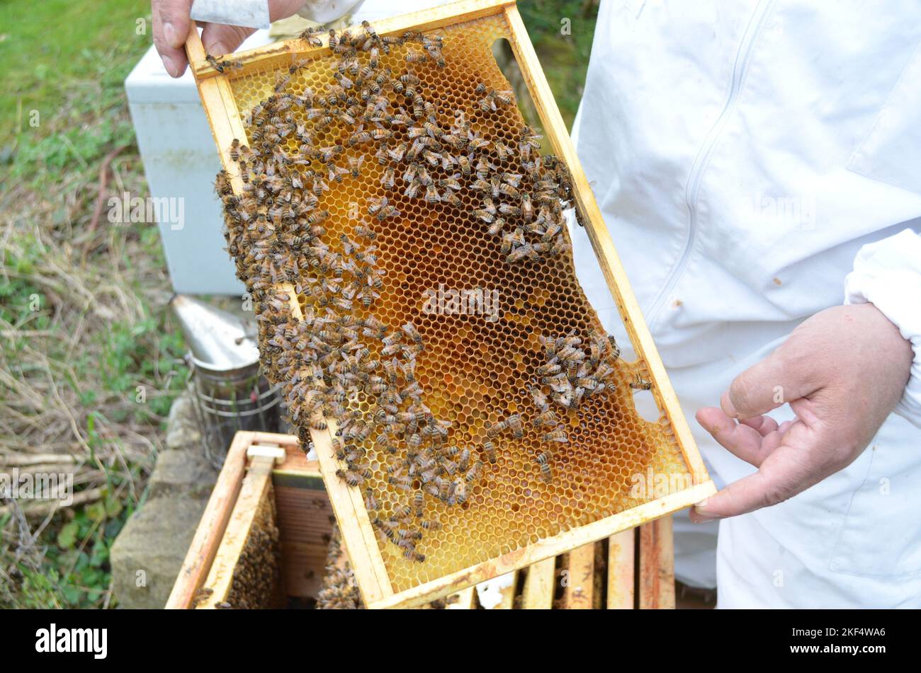 A man holding hives with a lot of bees - beekeeping maintenance Stock ...