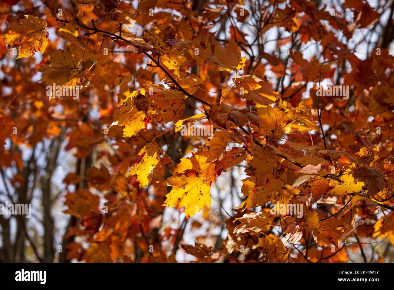 Autumn leaf natural background with golden leaves backlit by sunlight ...
