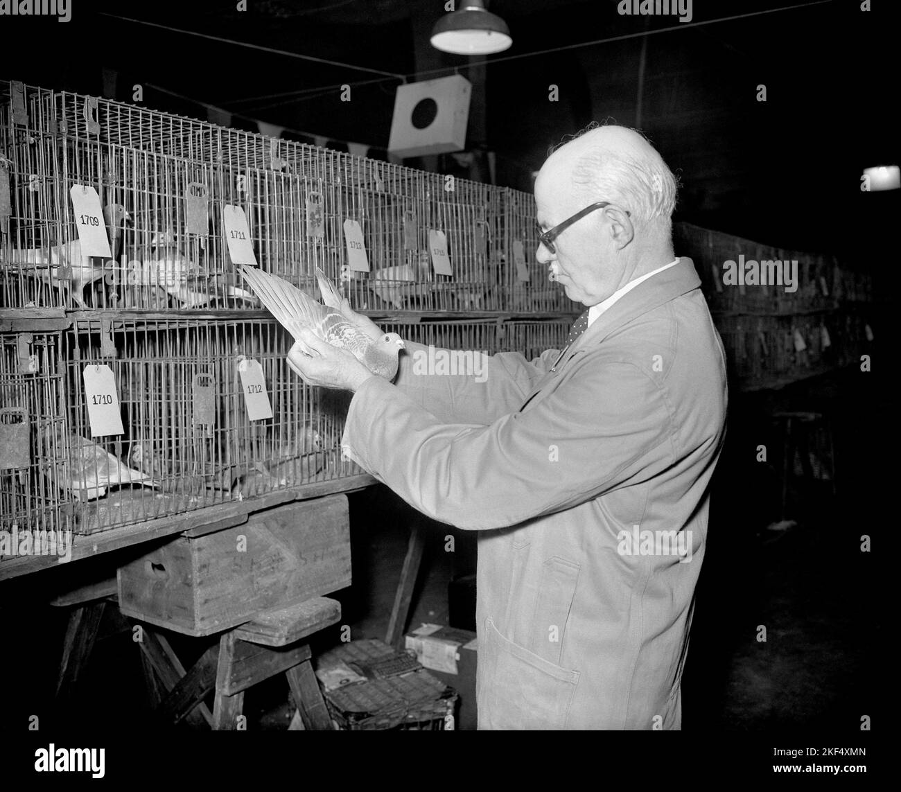 Mr TMR Pinkney judges a pigeon Stock Photo - Alamy